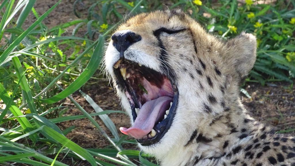 Reisebericht: Familien-Safari im Norden von Namibia